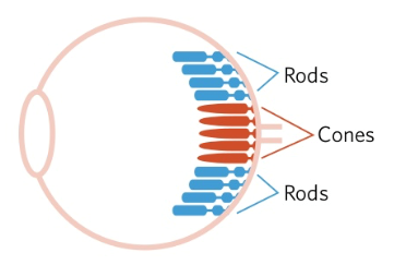 Maintaining Eye Health Is a Better Approach Than Waiting for Detection ...
