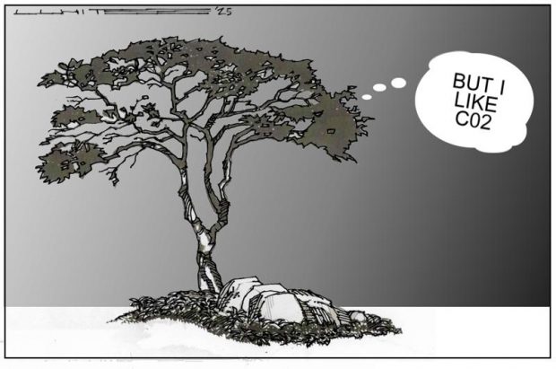 Ask a Tree - LewRockwell